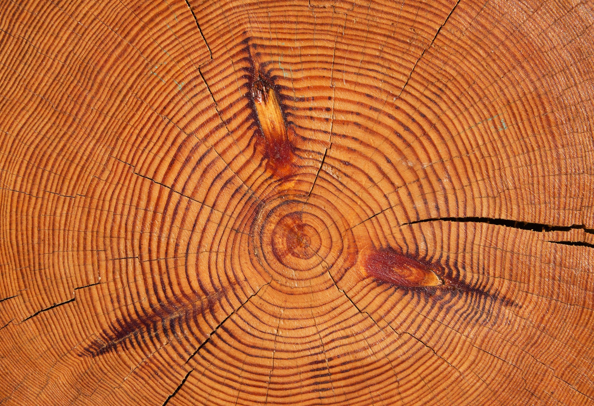 Timeless Wood Care Products